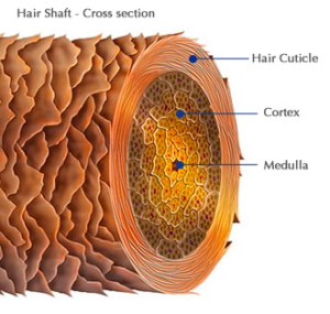 Hair Breakage Causes and Solutions - The Mestiza Muse