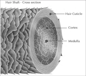 4C Hair Type Master Guide | The Mestiza Muse