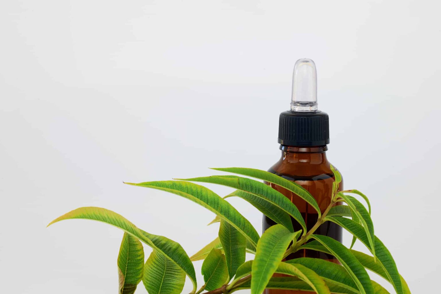 The Science Of Plant Extracts For Curly Hair Care | The Mestiza Muse