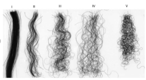 4C Hair Type Master Guide | The Mestiza Muse